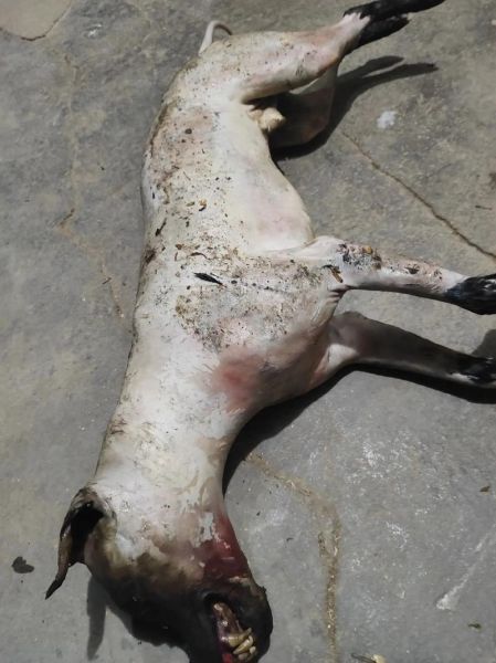 狗肉火锅图片搞笑_狗肉火锅表情包怎么制作-第3张图片-山城妙识