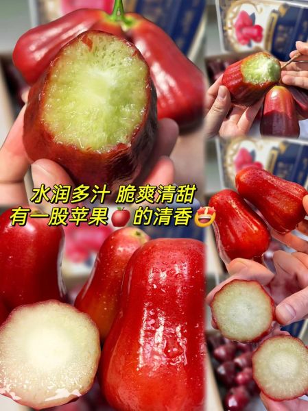 莲雾价格多少钱一斤_莲雾为什么这么贵-第2张图片-山城妙识