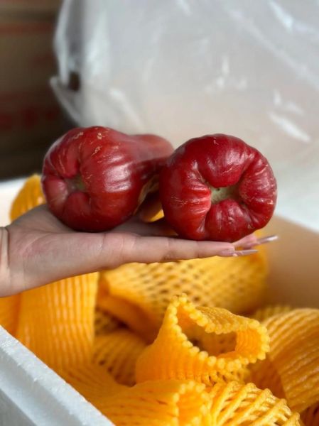 莲雾价格多少钱一斤_莲雾为什么这么贵-第3张图片-山城妙识