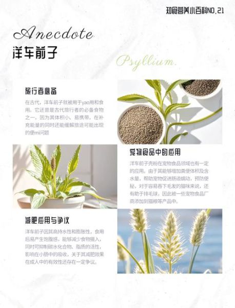 车前子的功效与作用是什么_车前子怎么吃效果最好-第1张图片-山城妙识 车前子的功效与作用是什么_车前子怎么吃效果最好-第1张图片-山城妙识