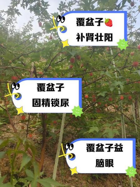 覆盆子怎么种植_覆盆子的功效与作用-第2张图片-山城妙识 覆盆子怎么种植_覆盆子的功效与作用-第2张图片-山城妙识
