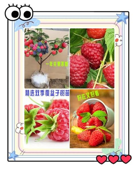 覆盆子怎么种植_覆盆子的功效与作用-第3张图片-山城妙识 覆盆子怎么种植_覆盆子的功效与作用-第3张图片-山城妙识