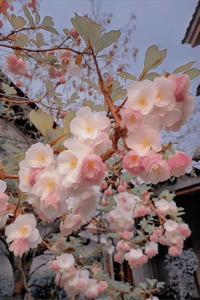 海棠无香是真的吗_海棠花为什么没有香味-第1张图片-山城妙识 海棠无香是真的吗_海棠花为什么没有香味-第1张图片-山城妙识