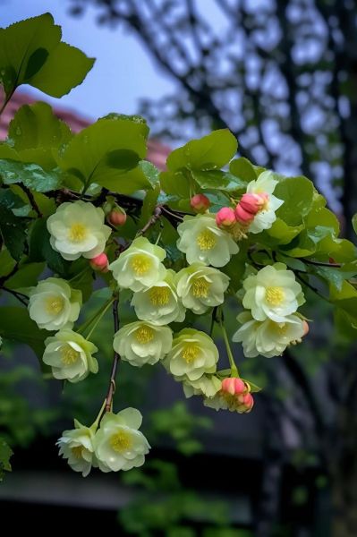 海棠无香是真的吗_海棠花为什么没有香味-第3张图片-山城妙识 海棠无香是真的吗_海棠花为什么没有香味-第3张图片-山城妙识