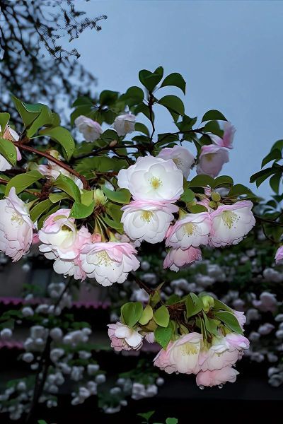 海棠无香是真的吗_海棠花为什么没有香味-第2张图片-山城妙识 海棠无香是真的吗_海棠花为什么没有香味-第2张图片-山城妙识