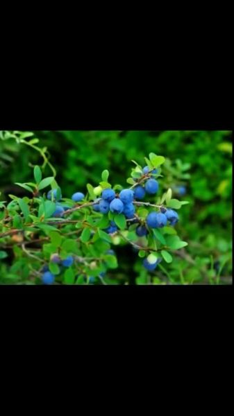 野蓝莓图片怎么拍_野蓝莓长什么样-第3张图片-山城妙识 野蓝莓图片怎么拍_野蓝莓长什么样-第3张图片-山城妙识