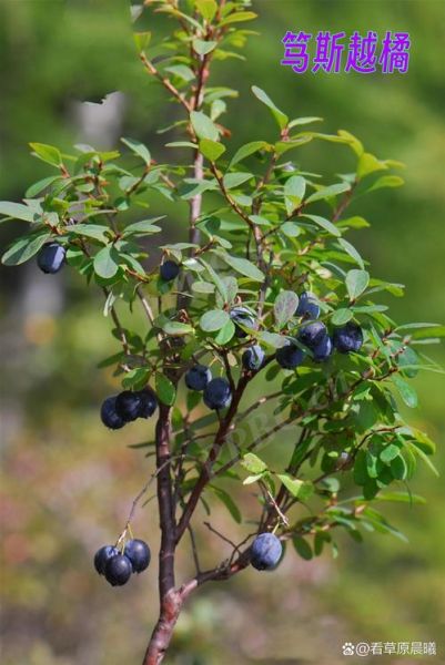 野蓝莓图片怎么拍_野蓝莓长什么样-第1张图片-山城妙识 野蓝莓图片怎么拍_野蓝莓长什么样-第1张图片-山城妙识