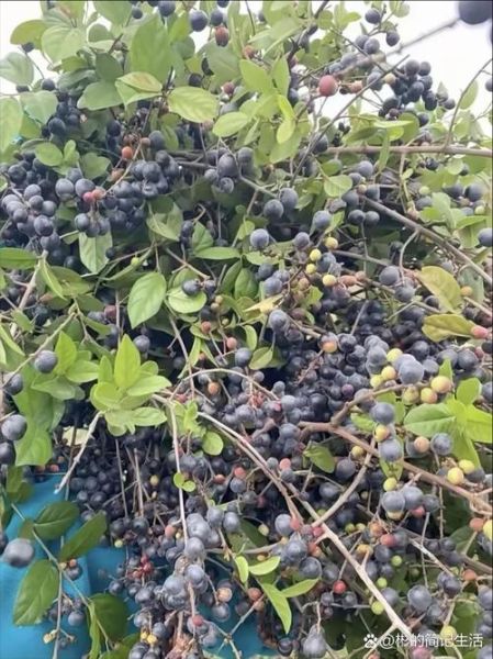 野蓝莓图片怎么拍_野蓝莓长什么样-第2张图片-山城妙识 野蓝莓图片怎么拍_野蓝莓长什么样-第2张图片-山城妙识