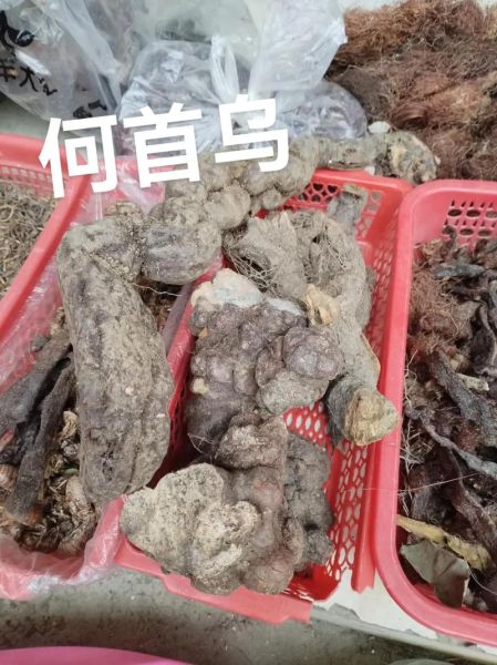 野生何首乌长什么样_如何辨别真假-第2张图片-山城妙识 野生何首乌长什么样_如何辨别真假-第2张图片-山城妙识