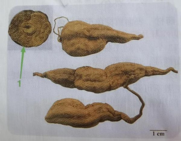 野生何首乌长什么样_如何辨别真假-第1张图片-山城妙识 野生何首乌长什么样_如何辨别真假-第1张图片-山城妙识