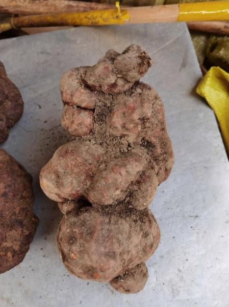 野生何首乌长什么样_如何辨别真假-第3张图片-山城妙识 野生何首乌长什么样_如何辨别真假-第3张图片-山城妙识