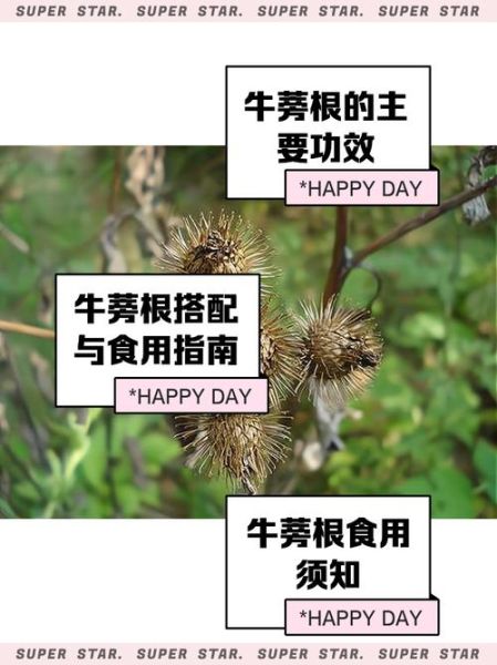 牛蒡的功效与作用禁忌_什么人不能吃牛蒡-第1张图片-山城妙识