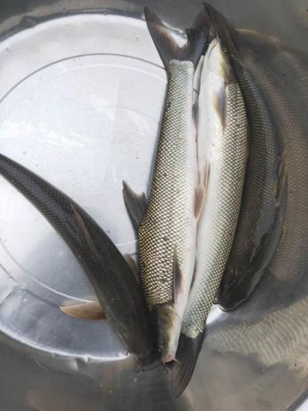 银鱼价格多少钱一斤_银鱼为什么这么贵-第3张图片-山城妙识 银鱼价格多少钱一斤_银鱼为什么这么贵-第3张图片-山城妙识