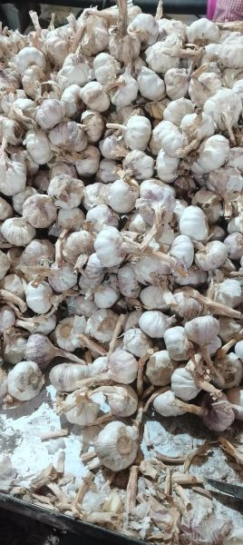 山东金乡大蒜论坛_如何挑选优质蒜种-第1张图片-山城妙识 山东金乡大蒜论坛_如何挑选优质蒜种-第1张图片-山城妙识