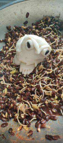 黑豆芽的功效与作用_黑豆芽怎么吃最营养-第1张图片-山城妙识 黑豆芽的功效与作用_黑豆芽怎么吃最营养-第1张图片-山城妙识