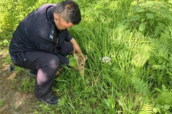 狍子图片_如何辨别真假-第1张图片-山城妙识