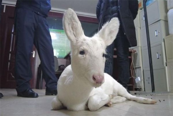 狍子图片_如何辨别真假-第2张图片-山城妙识