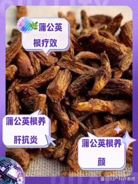 蒲公英能降肝火吗_蒲公英根和叶功效区别-第2张图片-山城妙识 蒲公英能降肝火吗_蒲公英根和叶功效区别-第2张图片-山城妙识