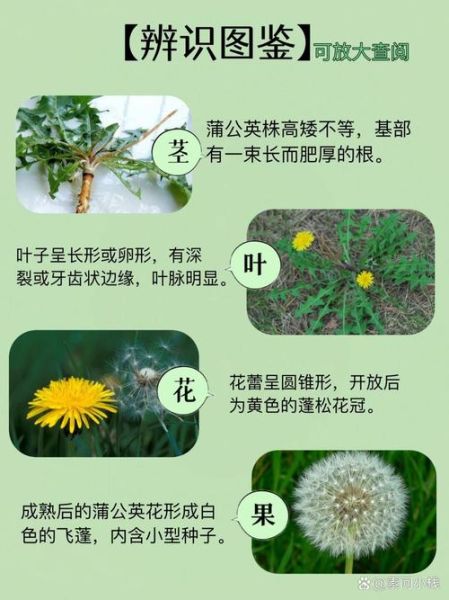 蒲公英能降肝火吗_蒲公英根和叶功效区别-第3张图片-山城妙识 蒲公英能降肝火吗_蒲公英根和叶功效区别-第3张图片-山城妙识