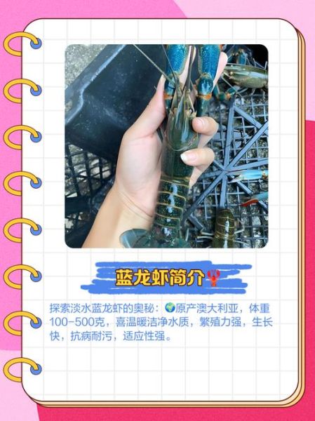 蓝龙虾养殖条件_蓝龙虾养殖成本-第2张图片-山城妙识 蓝龙虾养殖条件_蓝龙虾养殖成本-第2张图片-山城妙识
