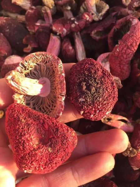 红菇价格是多少一斤_野生红菇多少钱-第2张图片-山城妙识