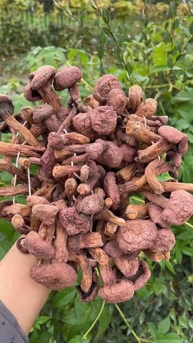 红菇价格是多少一斤_野生红菇多少钱-第1张图片-山城妙识