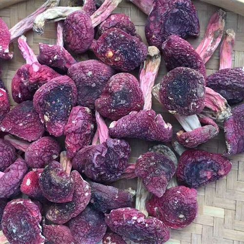 红菇价格是多少一斤_野生红菇多少钱-第3张图片-山城妙识