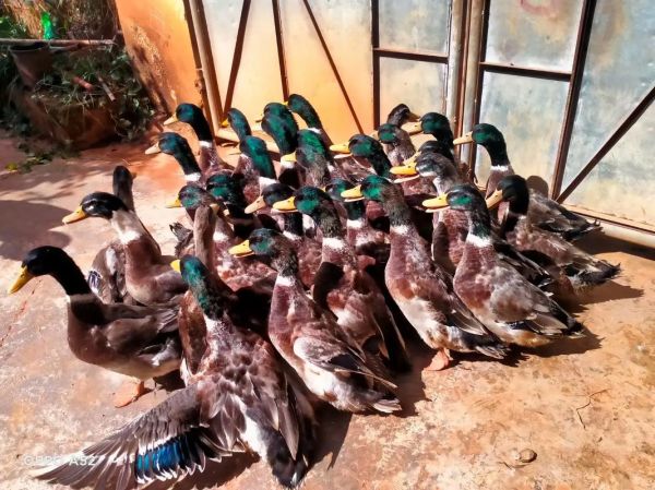 水鸭怎么养_水鸭吃什么长得快-第1张图片-山城妙识