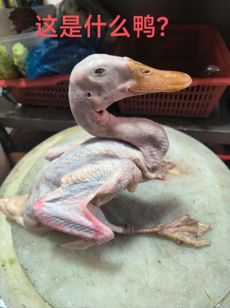 水鸭怎么养_水鸭吃什么长得快-第2张图片-山城妙识