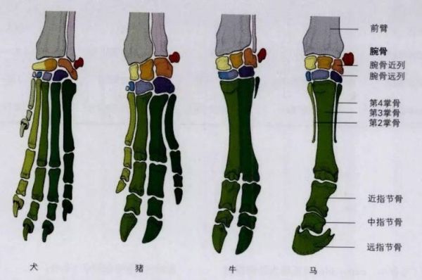 马蹄是马的指甲还是脚丫_马蹄结构解剖图-第1张图片-山城妙识