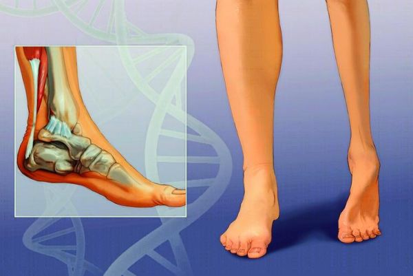 马蹄是马的指甲还是脚丫_马蹄结构解剖图-第2张图片-山城妙识