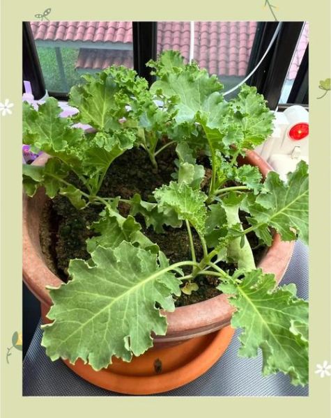 阳台蔬菜怎么种_适合新手的高产蔬菜有哪些-第3张图片-山城妙识