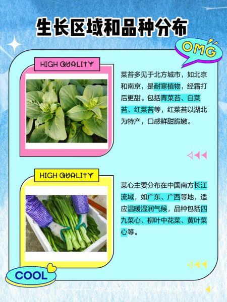 菜苔是什么_菜苔和菜心的区别-第1张图片-山城妙识 菜苔是什么_菜苔和菜心的区别-第1张图片-山城妙识