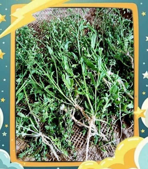 老荠菜的功效与作用_老荠菜怎么吃最好-第3张图片-山城妙识 老荠菜的功效与作用_老荠菜怎么吃最好-第3张图片-山城妙识