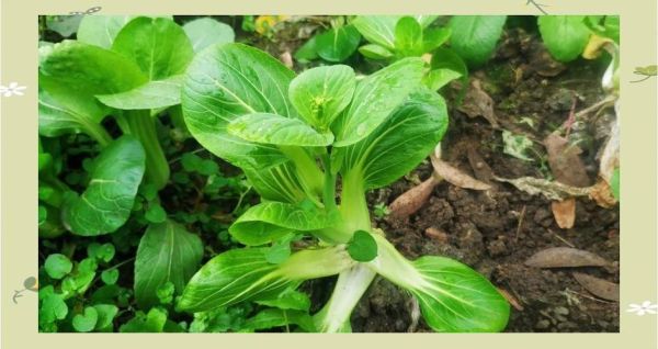 菜苔是什么_菜苔和菜心的区别-第3张图片-山城妙识 菜苔是什么_菜苔和菜心的区别-第3张图片-山城妙识