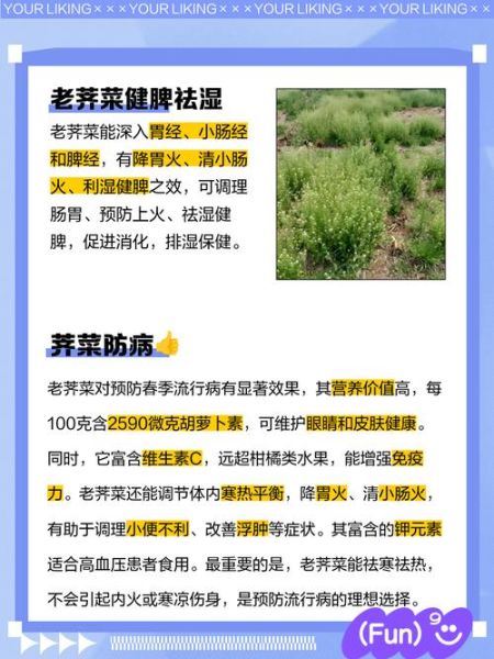 老荠菜的功效与作用_老荠菜怎么吃最好-第2张图片-山城妙识 老荠菜的功效与作用_老荠菜怎么吃最好-第2张图片-山城妙识