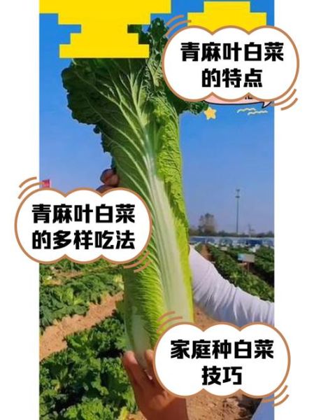 青青菜的功效与作用_青青菜怎么吃最健康-第2张图片-山城妙识