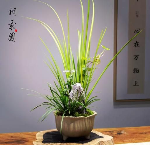 菖蒲盆景怎么养_菖蒲盆景用什么土-第1张图片-山城妙识