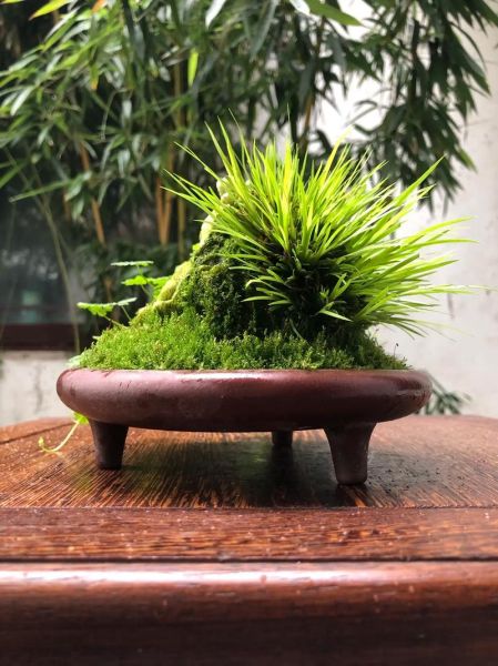 菖蒲盆景怎么养_菖蒲盆景用什么土-第3张图片-山城妙识