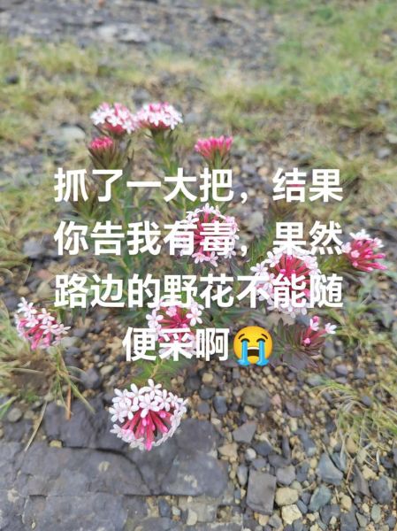 采花不成反被采是什么意思_如何避免采花不成反被采-第2张图片-山城妙识 采花不成反被采是什么意思_如何避免采花不成反被采-第2张图片-山城妙识
