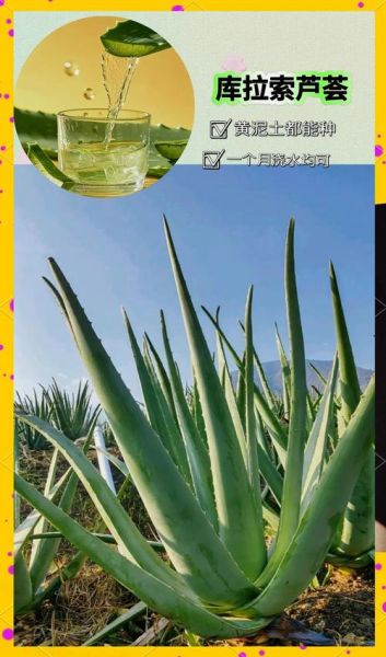 最好的芦荟品种有哪些_库拉索芦荟怎么辨别真假-第1张图片-山城妙识