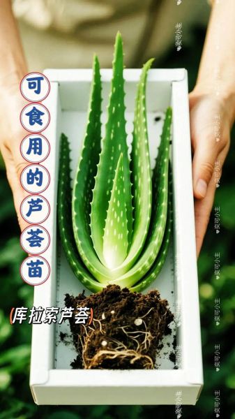 最好的芦荟品种有哪些_库拉索芦荟怎么辨别真假-第2张图片-山城妙识