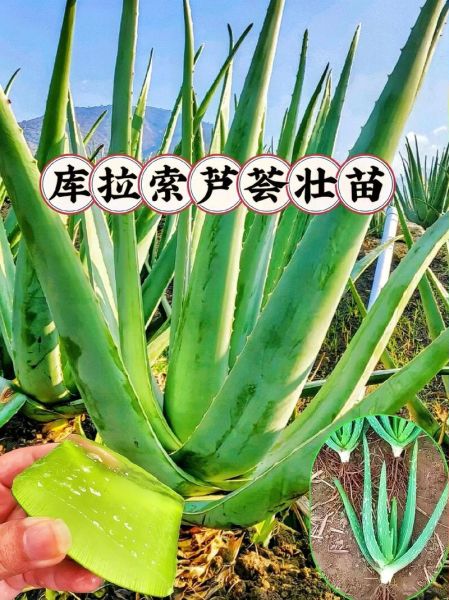 最好的芦荟品种有哪些_库拉索芦荟怎么辨别真假-第3张图片-山城妙识