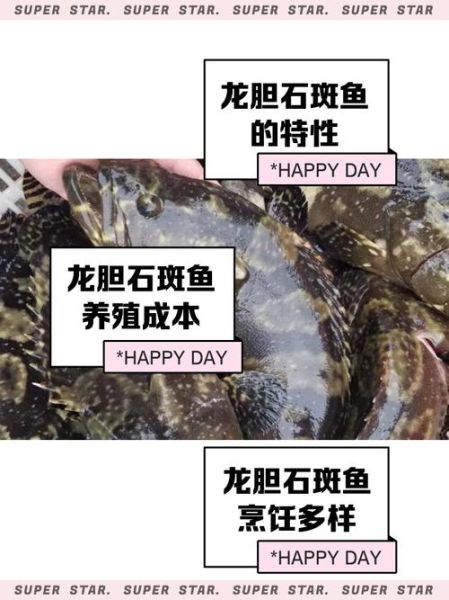 龙胆鱼和石斑鱼哪个贵_龙胆鱼价格为什么更高-第2张图片-山城妙识