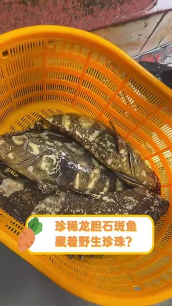龙胆鱼和石斑鱼哪个贵_龙胆鱼价格为什么更高-第3张图片-山城妙识