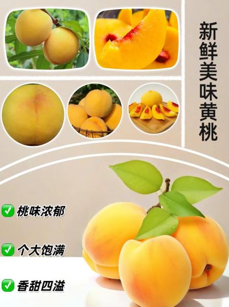 黄桃图库网怎么下载_黄桃图库网收费吗-第1张图片-山城妙识