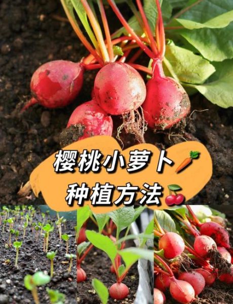 萝卜什么时候种最合适_萝卜种植步骤详解-第3张图片-山城妙识