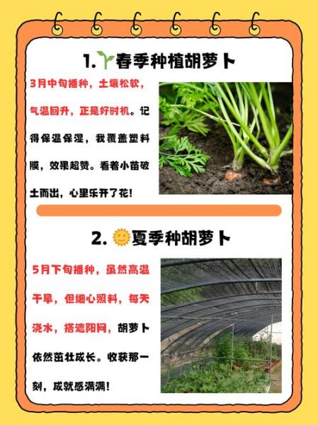 萝卜什么时候种最合适_萝卜种植步骤详解-第1张图片-山城妙识