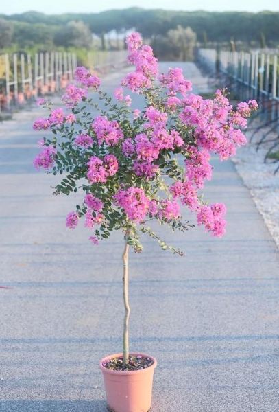 紫薇花怎么养_紫薇花的花期多长-第2张图片-山城妙识 紫薇花怎么养_紫薇花的花期多长-第2张图片-山城妙识