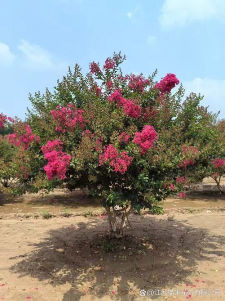 紫薇花怎么养_紫薇花的花期多长-第1张图片-山城妙识 紫薇花怎么养_紫薇花的花期多长-第1张图片-山城妙识